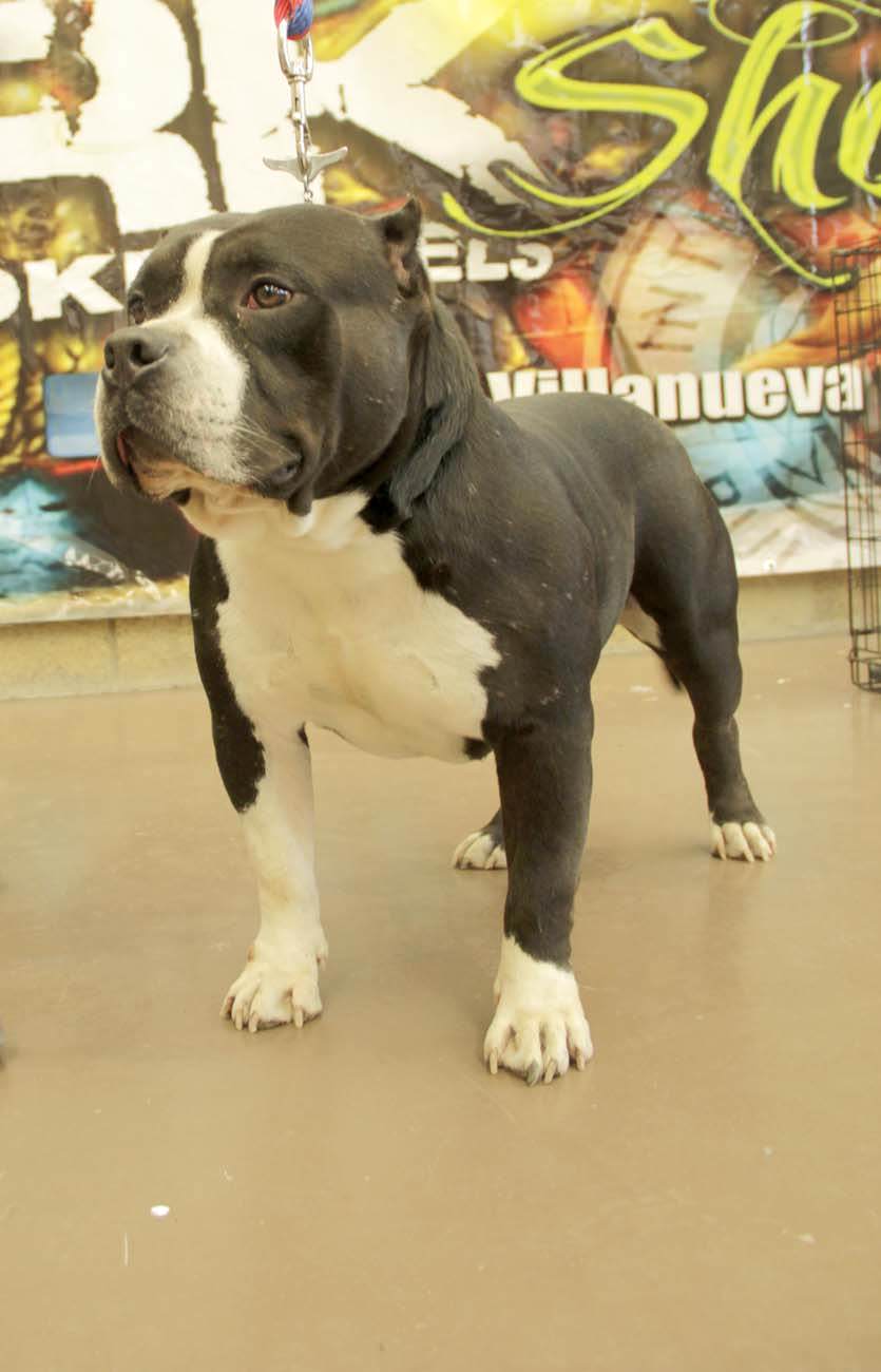 Presentarón el Bully and Pitbull Show San Luis Potosí,