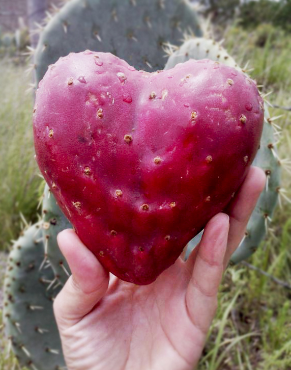 Metropoli San Luis — ¿Cuales son los beneficios de la tuna?